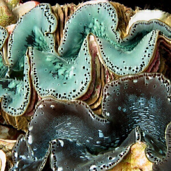 Giant Clam Shells Inspire Solar Power Scientists Pollution Solutions Online