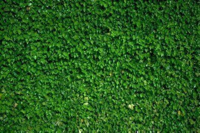 The Green Wall — Building to Reduce Environmental Pollution Pollution ...