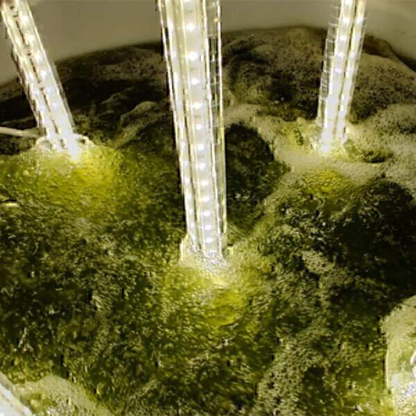 Sustainable algae-based phosphorus removal technology for rural plant ...