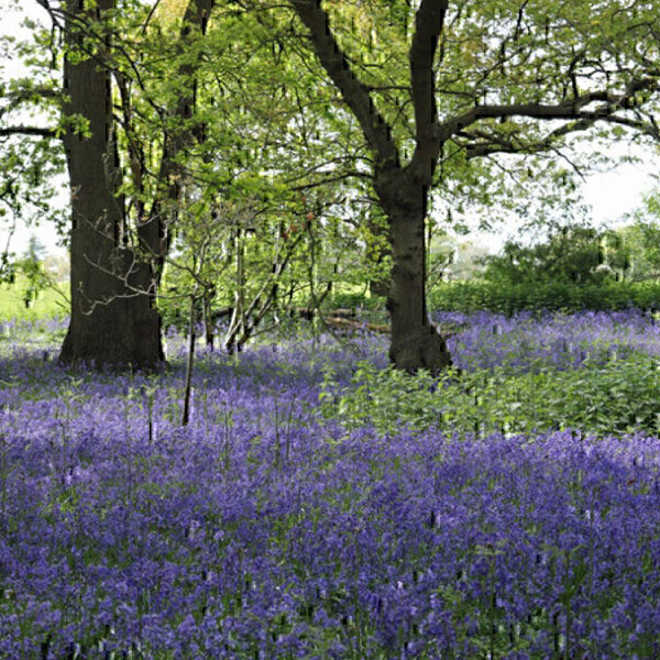 Planting trees in Limestone to help net zero target. Pollution ...