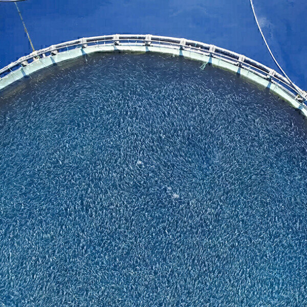 Clean water for rearing healthy fish Pollution Solutions Online