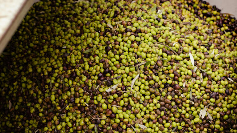 Membracon delivers advanced olive oil wastewater treatment and water ...