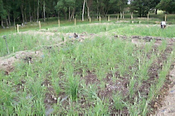 Reedbed Water Treatment System Installed at Sustainable Tourist ...